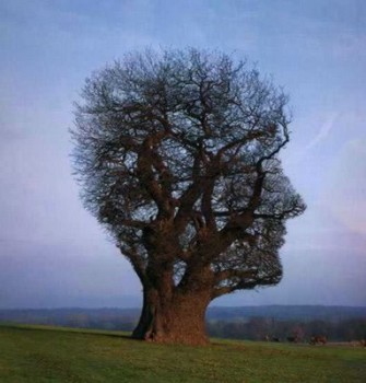 25 Most Astonishing and Unique Trees of the World | DesignDrizzle ...