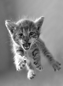 35 Incredible Examples of Action Photography | DesignDrizzle | Free ...