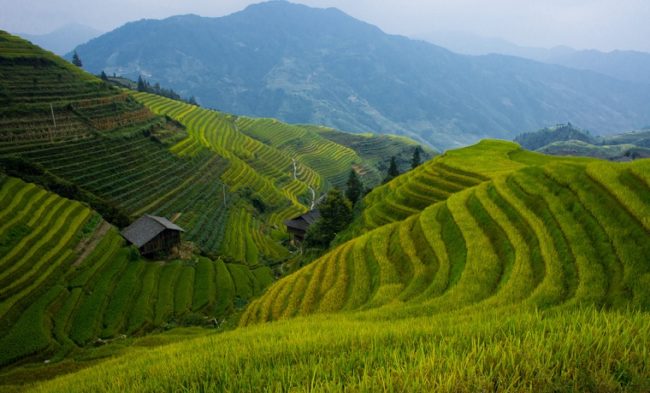 50+ Amazing-And-Beautiful-Terrace-Farming | DesignDrizzle | Free ...